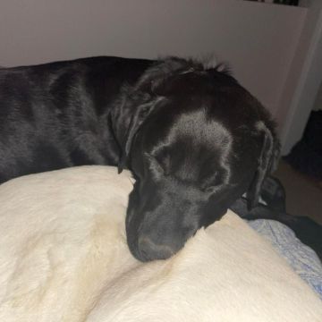 Deacon Dog - Ordained Minister - Get Ordained