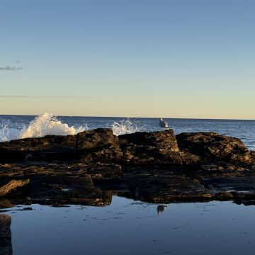 Anne Riker - Ordained Minister - Get Ordained